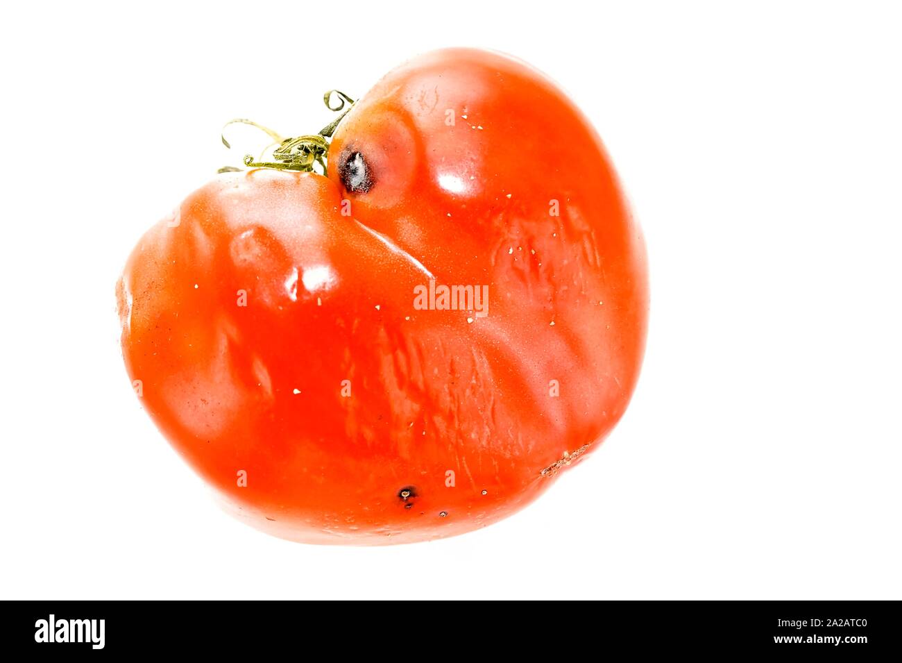 Rotten, Spoiled Tomato with Sepals or Calyx, Uneven Ripening and Mold ...