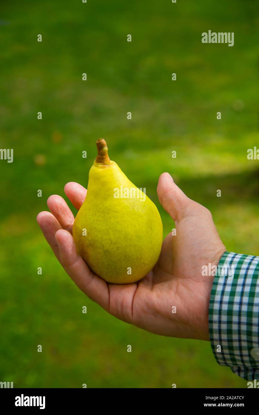 Hand holding pear hi-res stock photography and images - Alamy