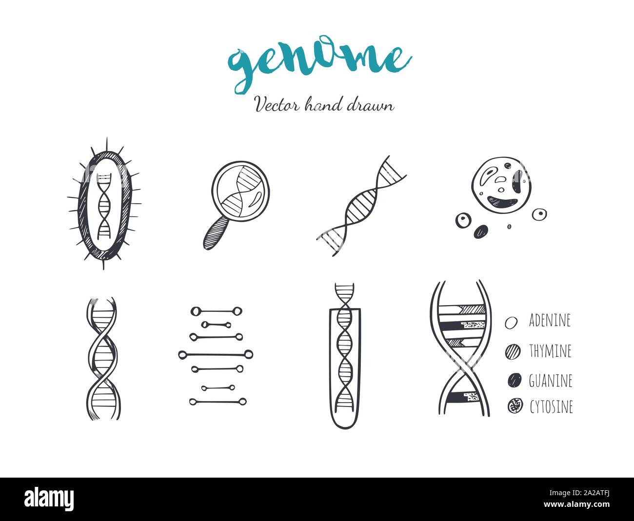 Genetic engineering and medical research vector background. DNA helix ...