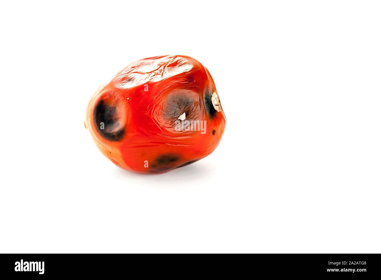 Rotten, Spoiled Tomato with Mold Spots on Skin Isolated on White ...