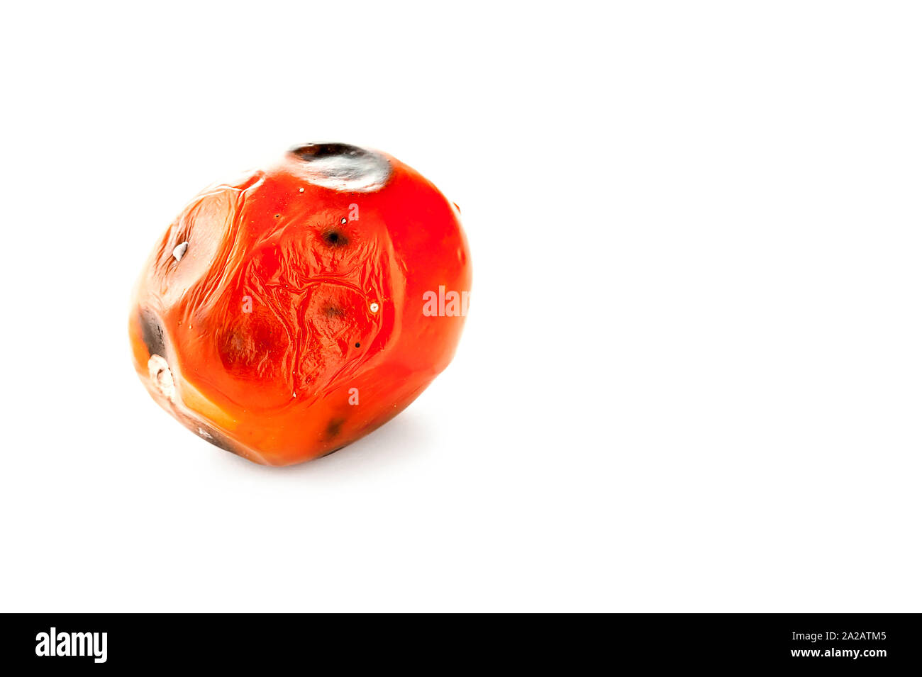 Rotten, Spoiled Tomato with Mold Spots on Skin Isolated on White ...