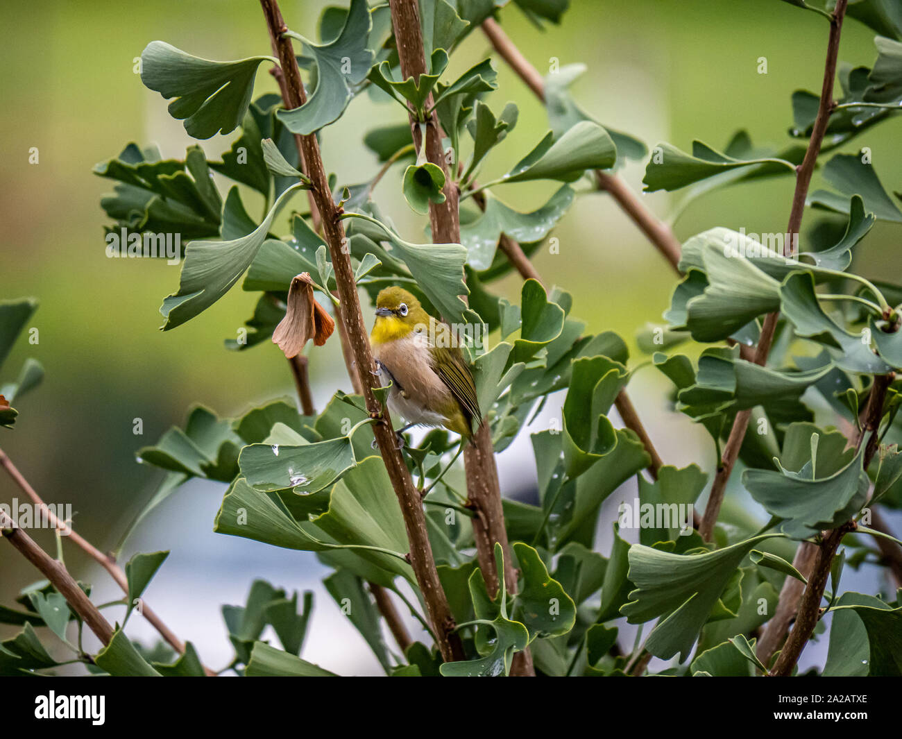 A Japanese warbling white-eye, Zosterops japonicus, also known as a ...