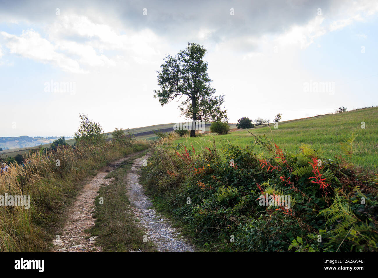 Rural road and lonely tree with nice nature landscape Stock Photo - Alamy