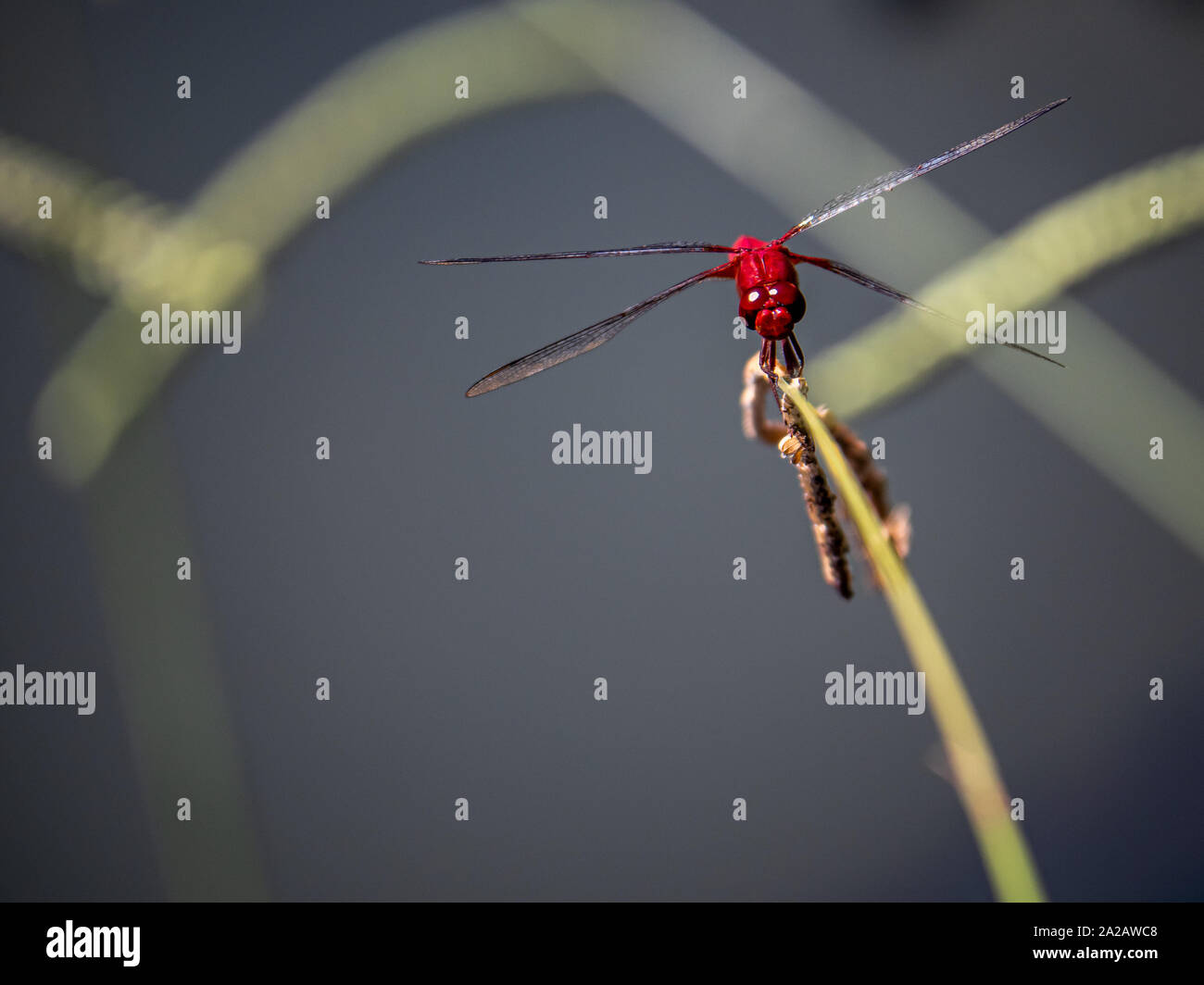 A Japanese scarlet skimmer dragonfly, Crocothemis servilia mariannae ...