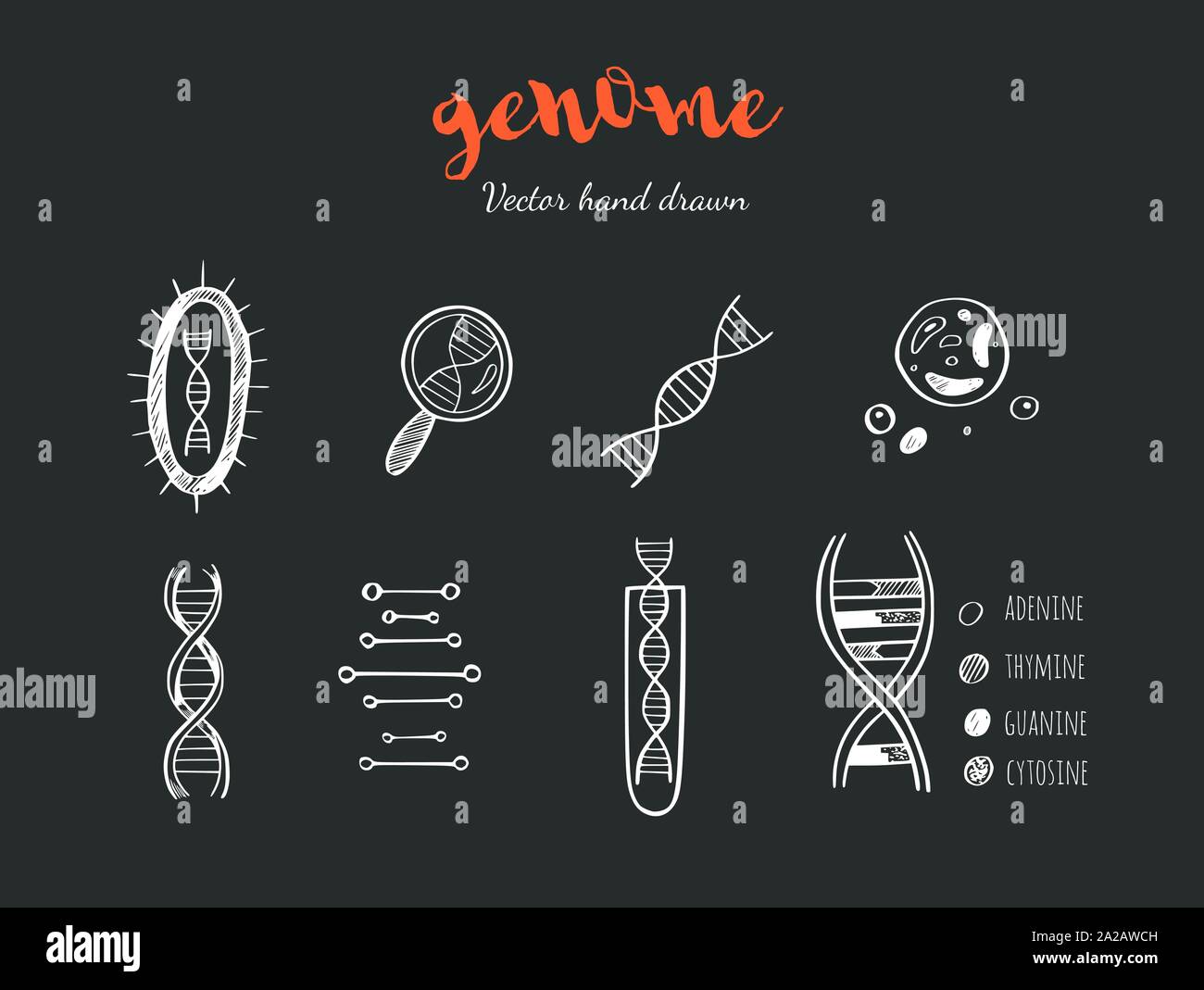 Genetic engineering and medical research vector background. DNA helix ...