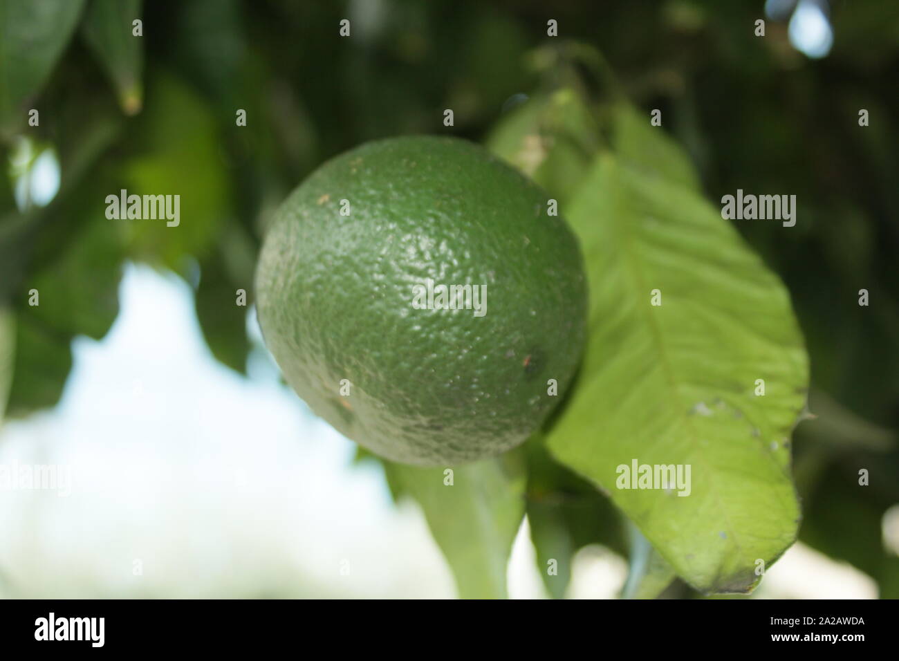 hanging fruits with leaf image Stock Photo - Alamy