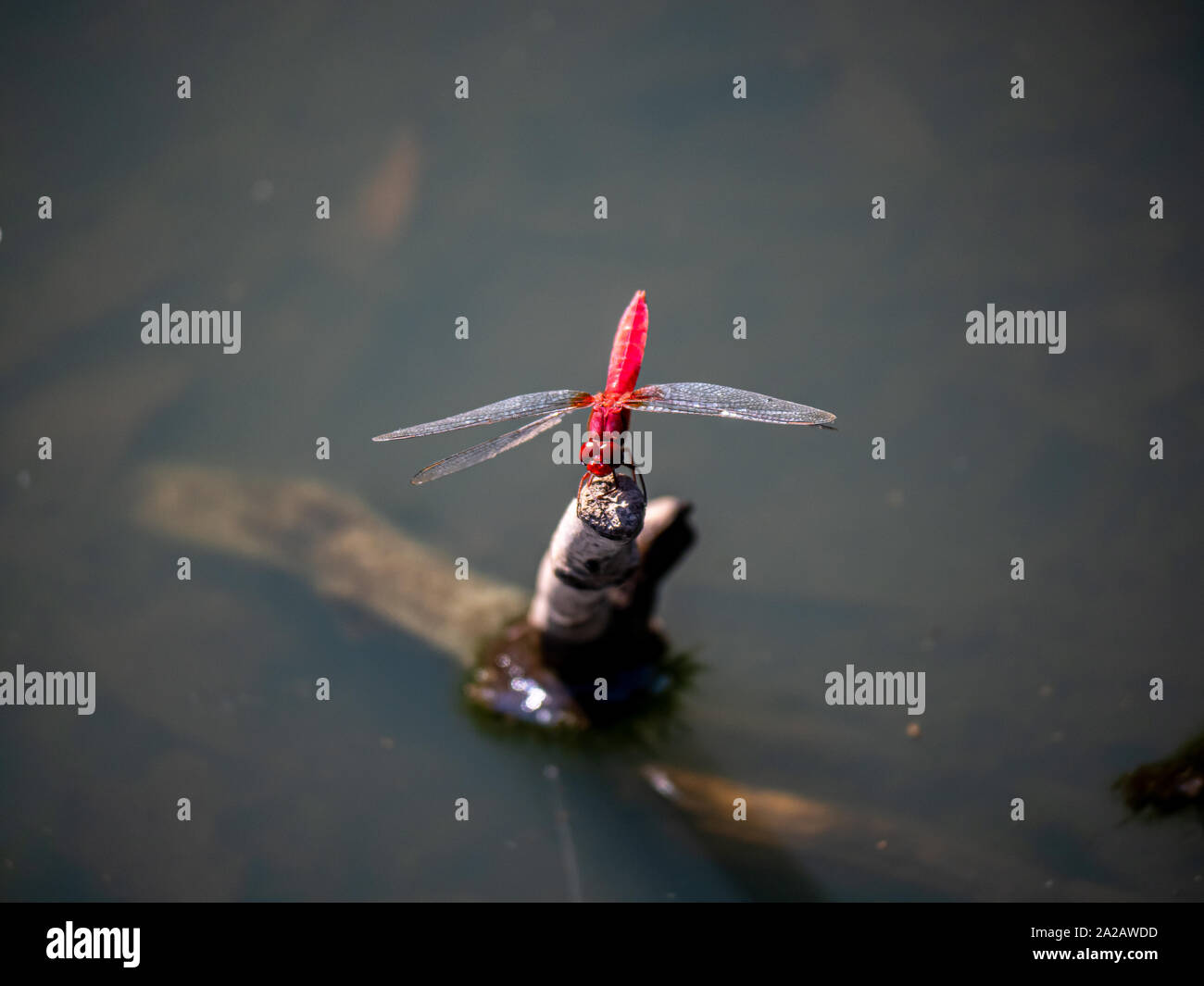 A Japanese scarlet skimmer dragonfly, Crocothemis servilia mariannae ...