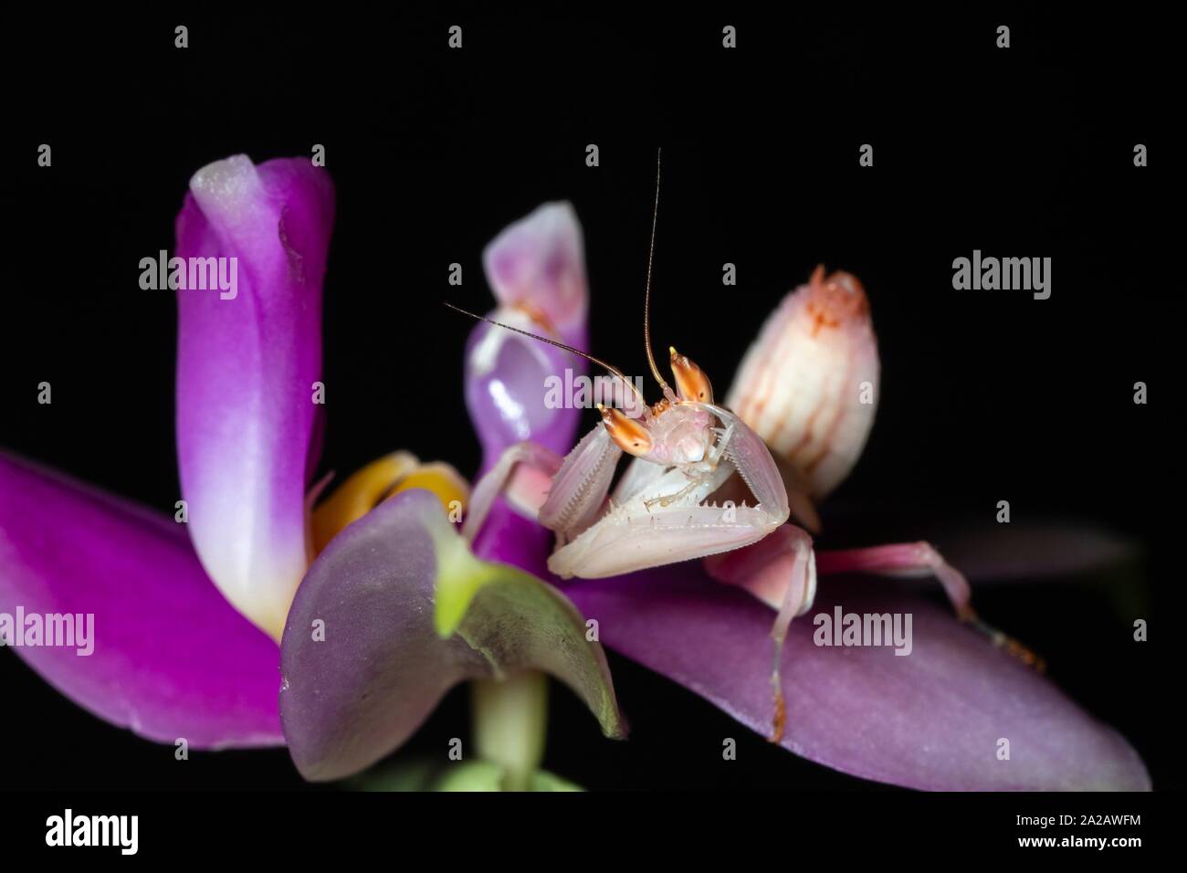 Orchid mantis hymenopus coronatus hi-res stock photography and images ...