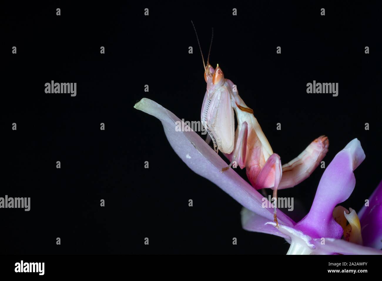Orchid Mantis Hymenopus Coronatus High Resolution Stock Photography and ...