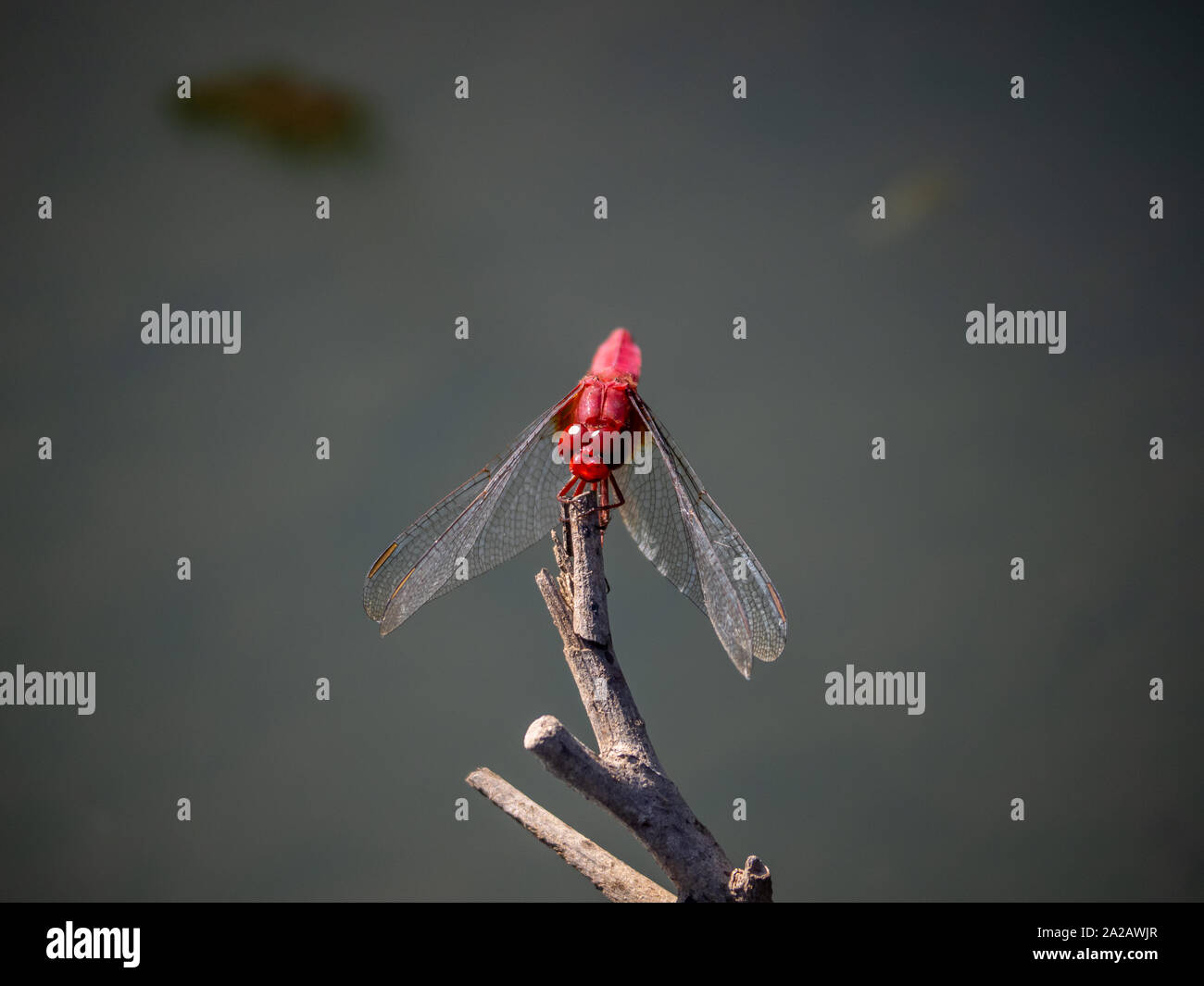 A Japanese scarlet skimmer dragonfly, Crocothemis servilia mariannae ...