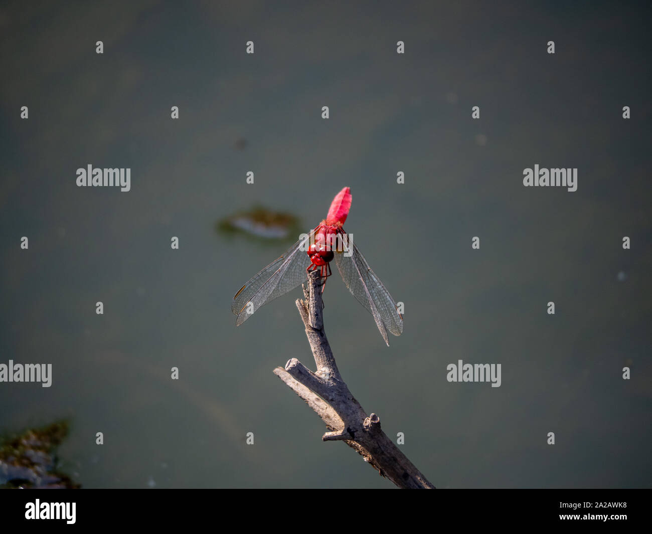 A Japanese scarlet skimmer dragonfly, Crocothemis servilia mariannae ...