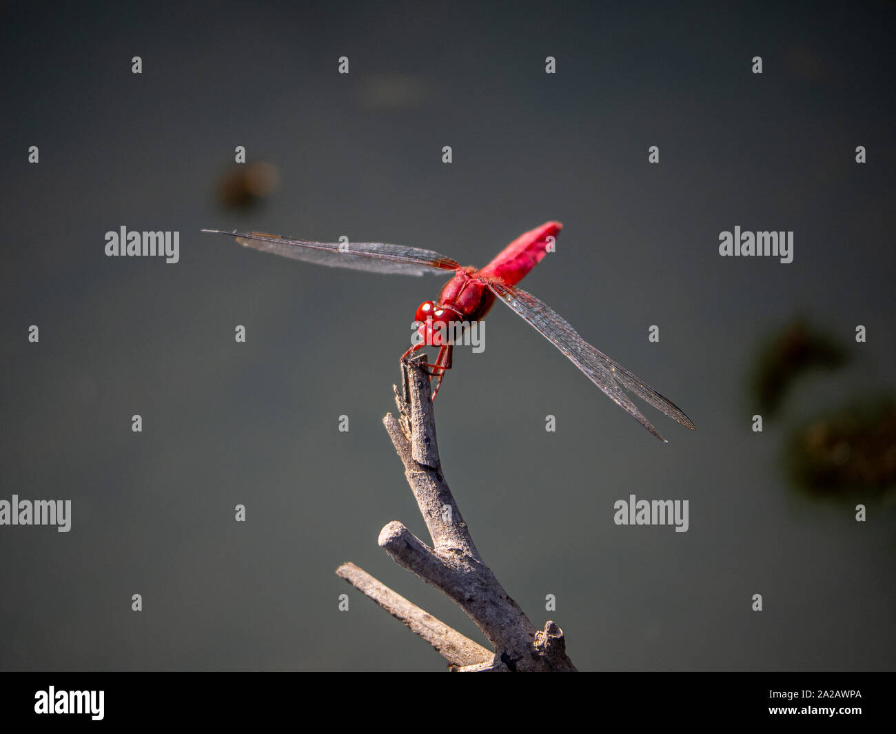 A Japanese scarlet skimmer dragonfly, Crocothemis servilia mariannae ...
