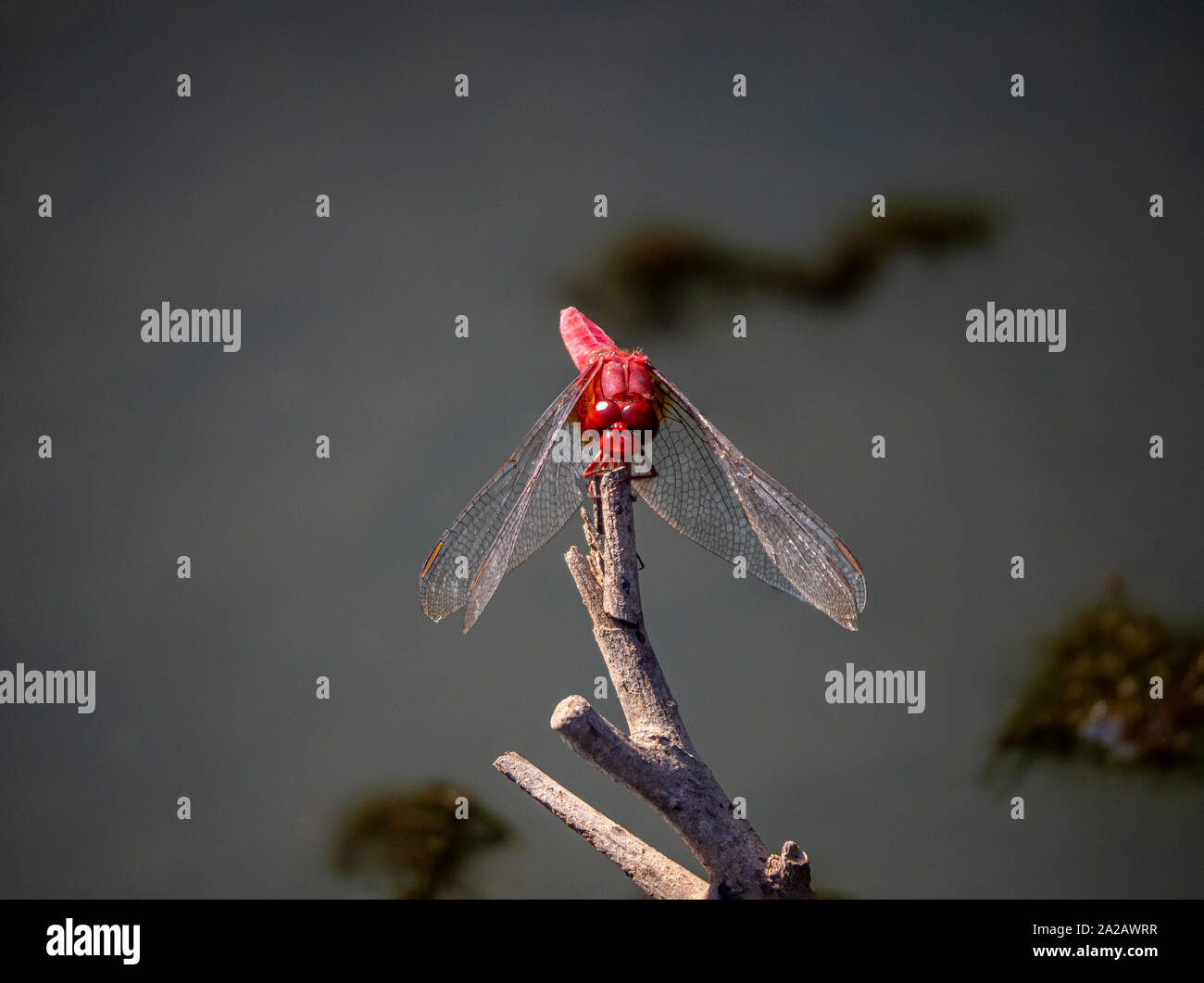 A Japanese scarlet skimmer dragonfly, Crocothemis servilia mariannae ...