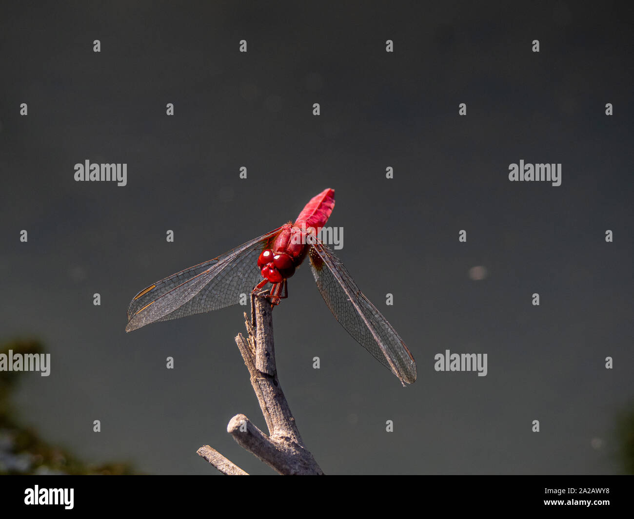 A Japanese scarlet skimmer dragonfly, Crocothemis servilia mariannae ...
