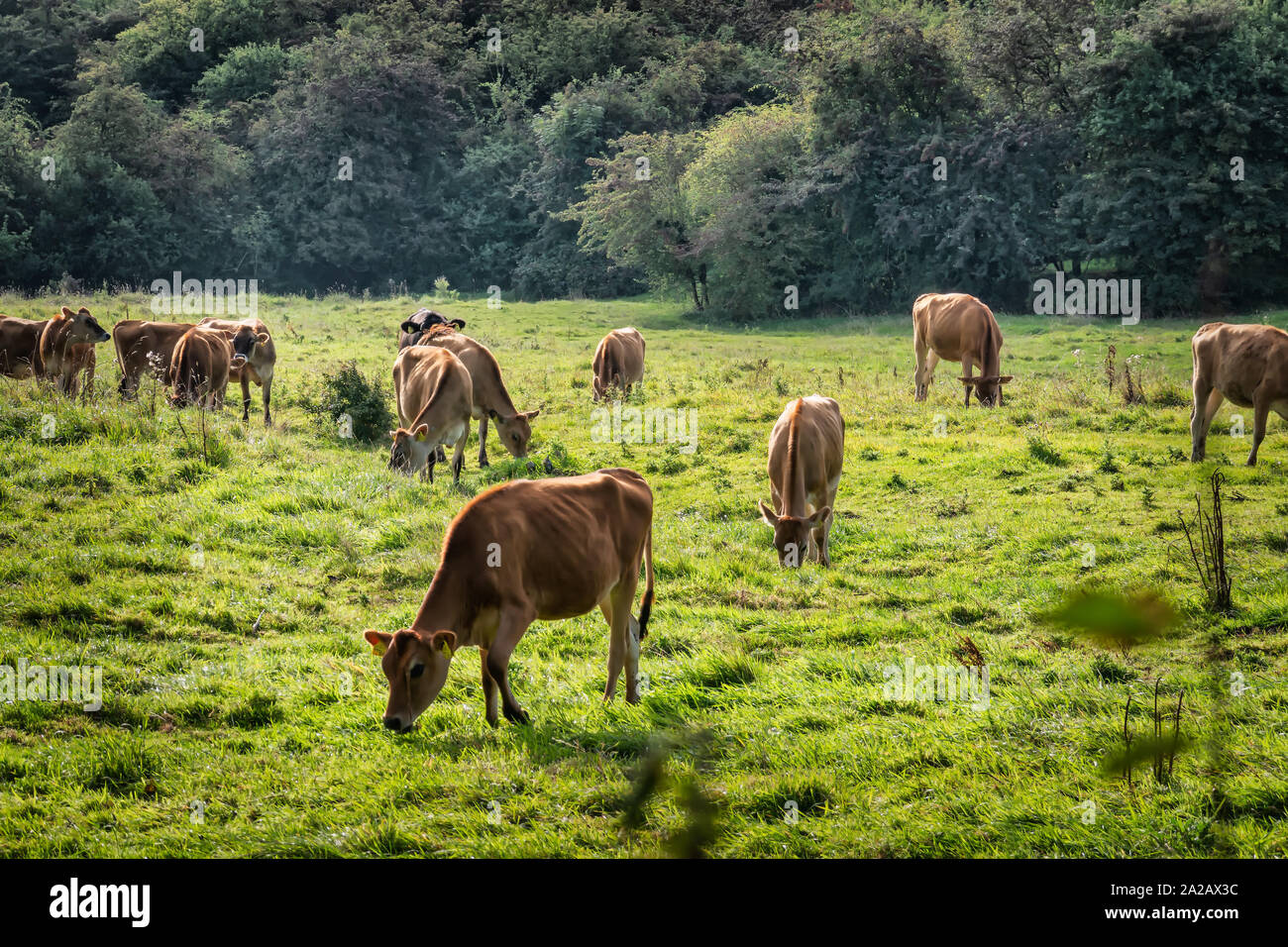 Jurland hi-res stock photography and images - Alamy