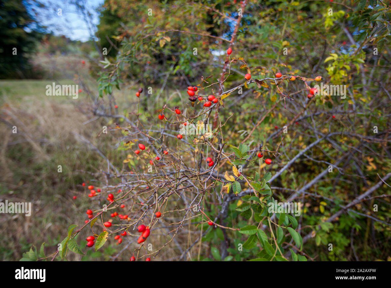 Rosehip health fruit seed hi-res stock photography and images - Alamy