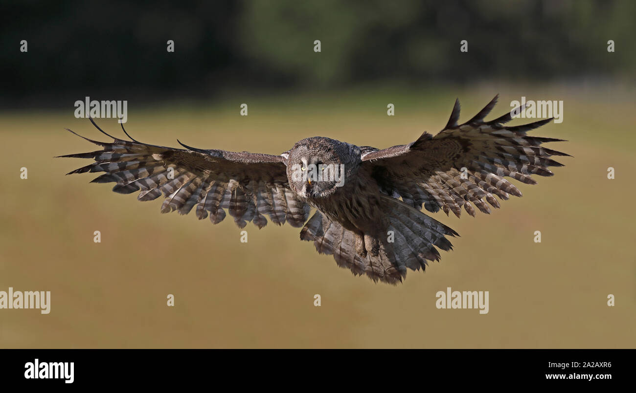 Great gray owl flying hi-res stock photography and images - Alamy