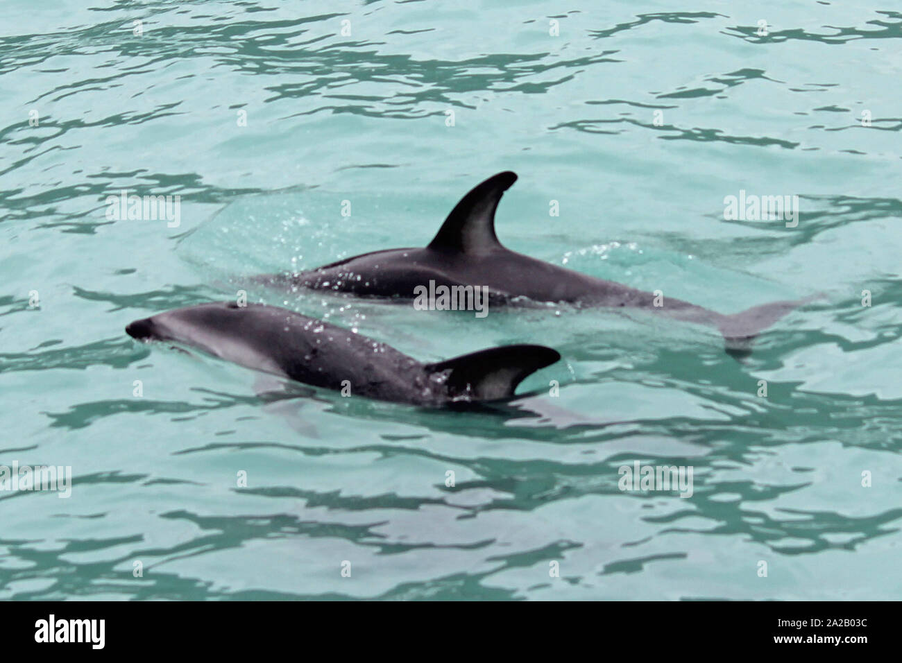 Two dolphins swimming in hi-res stock photography and images - Alamy