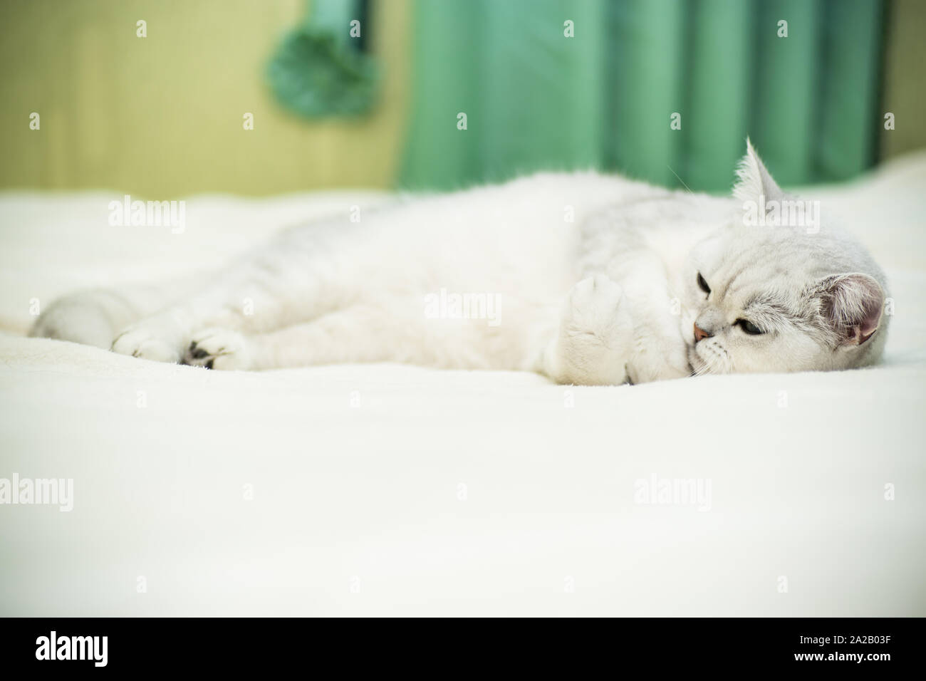 beautiful young cat breed Scottish chinchilla straight Stock Photo - Alamy