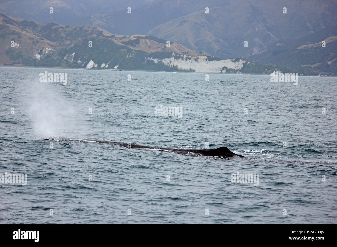 Whale blowing out air Stock Photo - Alamy