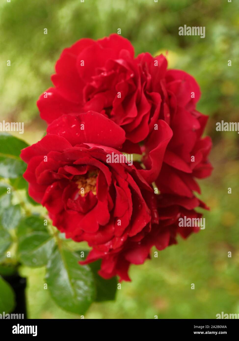 Poland roses hi-res stock photography and images - Alamy
