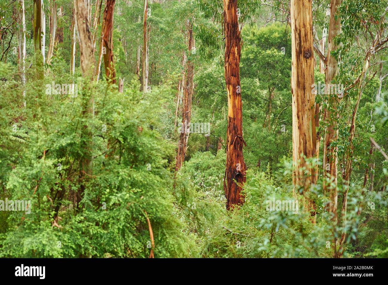 Victoria australia landscape tree hi-res stock photography and images ...