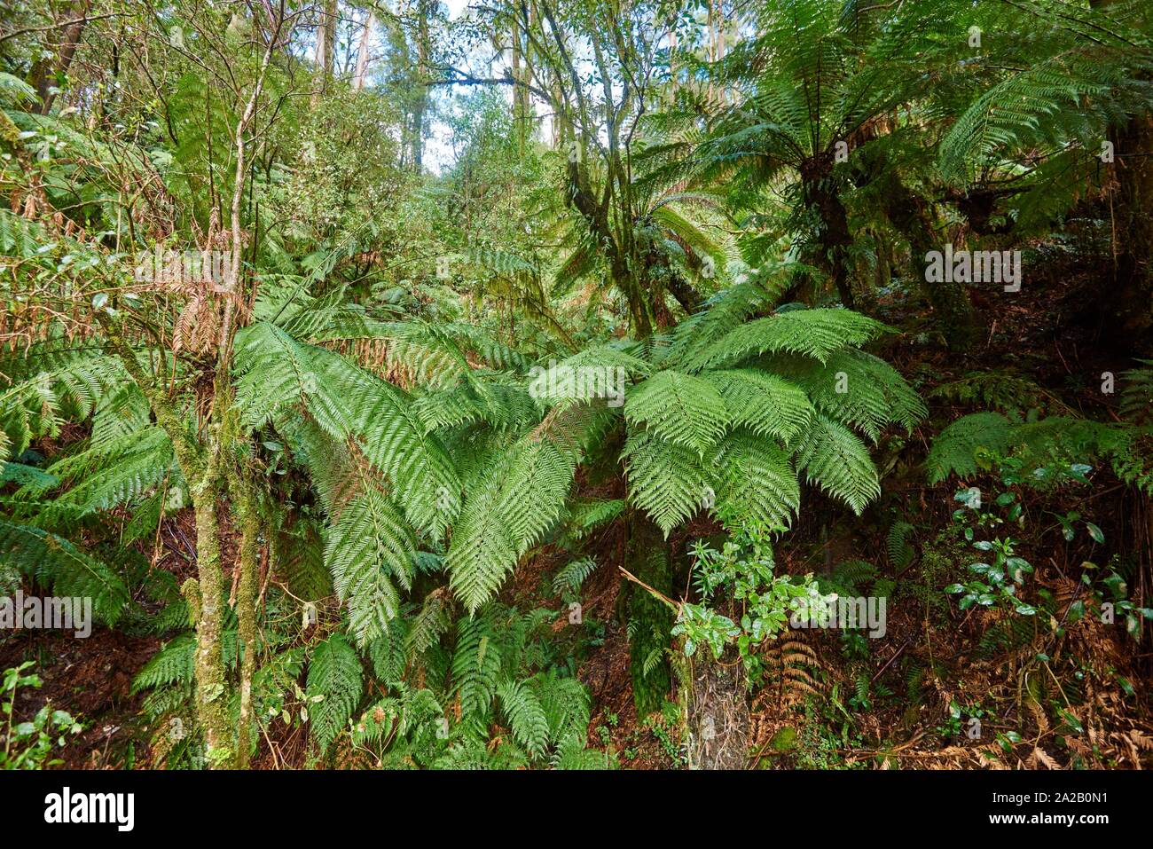 Great otway national park hi-res stock photography and images - Alamy