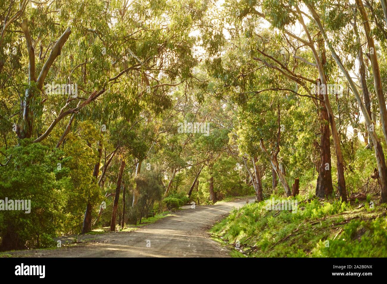Landscape of a little road going through a Gum tree (Eucalyptus) forest ...