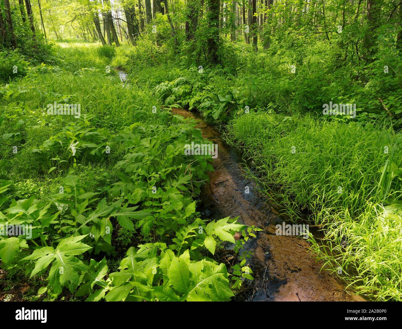 Stream in the wood hi-res stock photography and images - Alamy