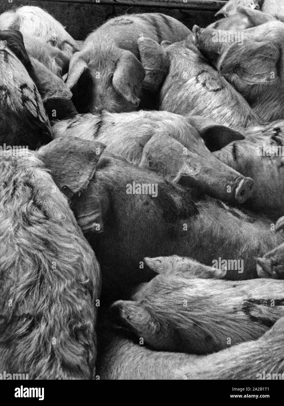 Slaughter industry Black and White Stock Photos & Images - Alamy