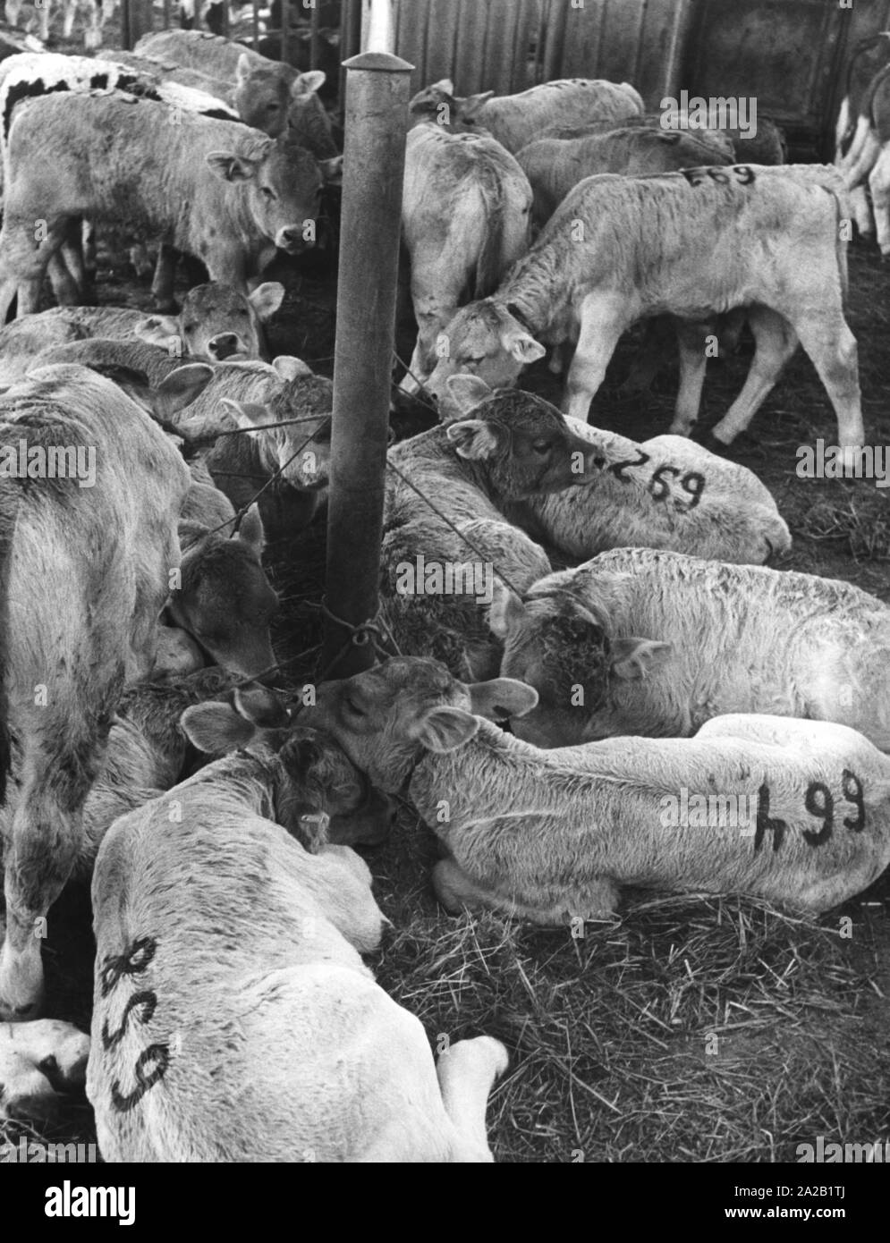 Slaughtering cattle hi-res stock photography and images - Alamy