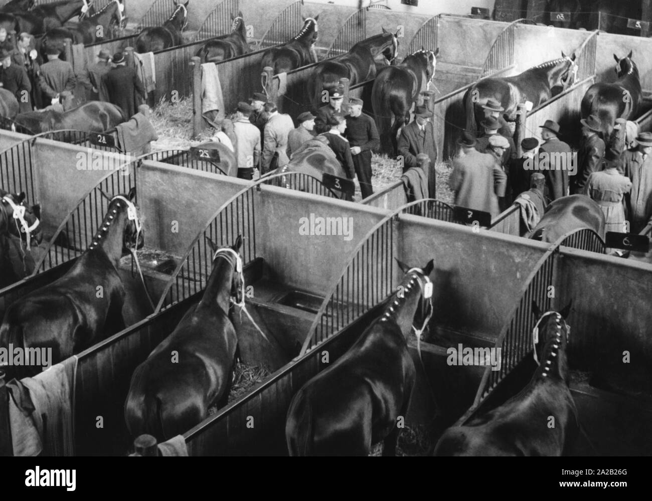 Horse auction in Verden Stock Photo - Alamy
