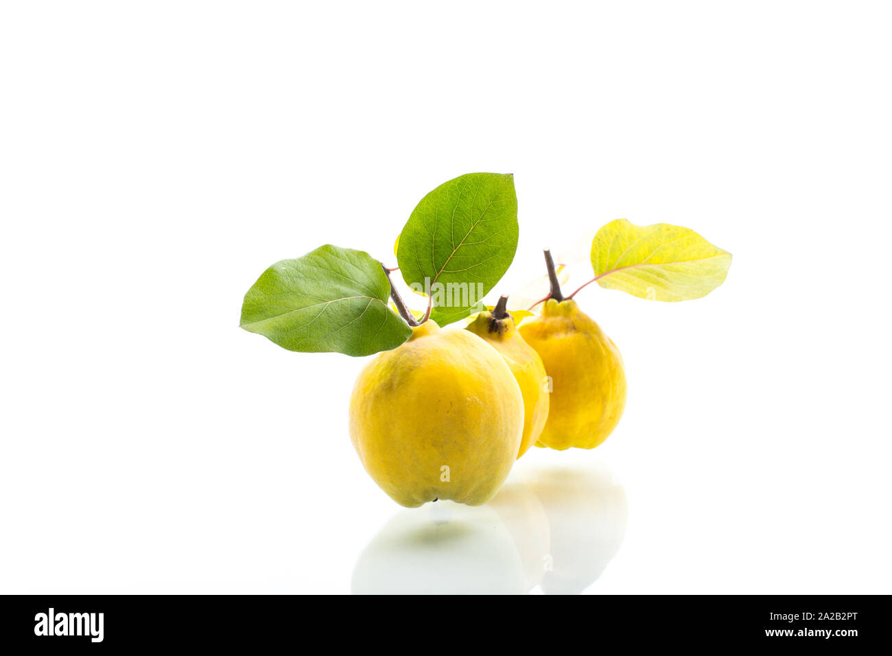 ripe natural organic quince isolated on a white Stock Photo - Alamy