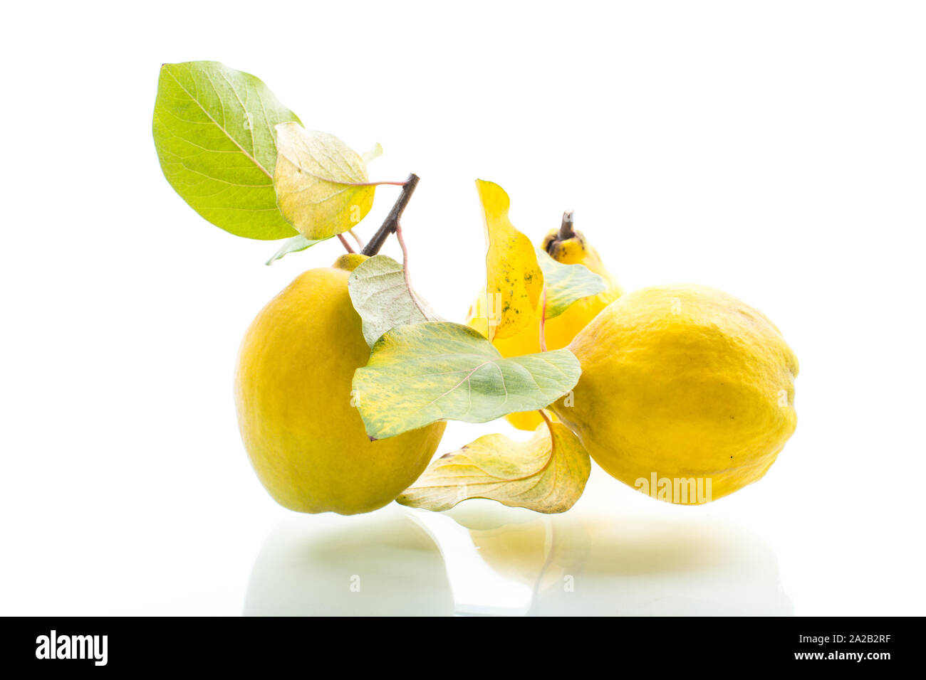 ripe natural organic quince isolated on a white Stock Photo - Alamy