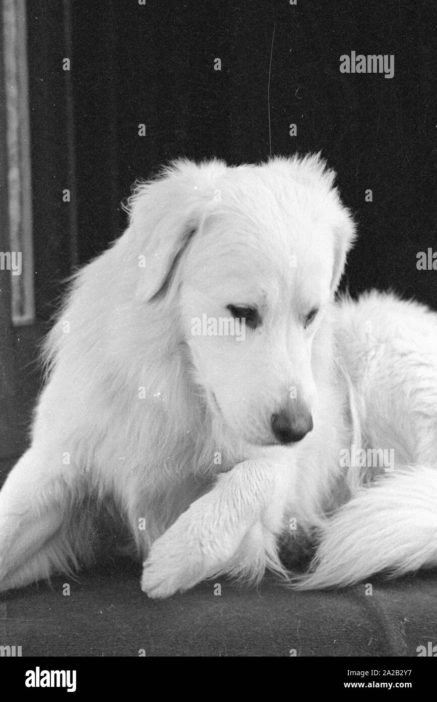 The picture shows a Kuvasz, a Hungarian shepherd dog. The pictures were ...