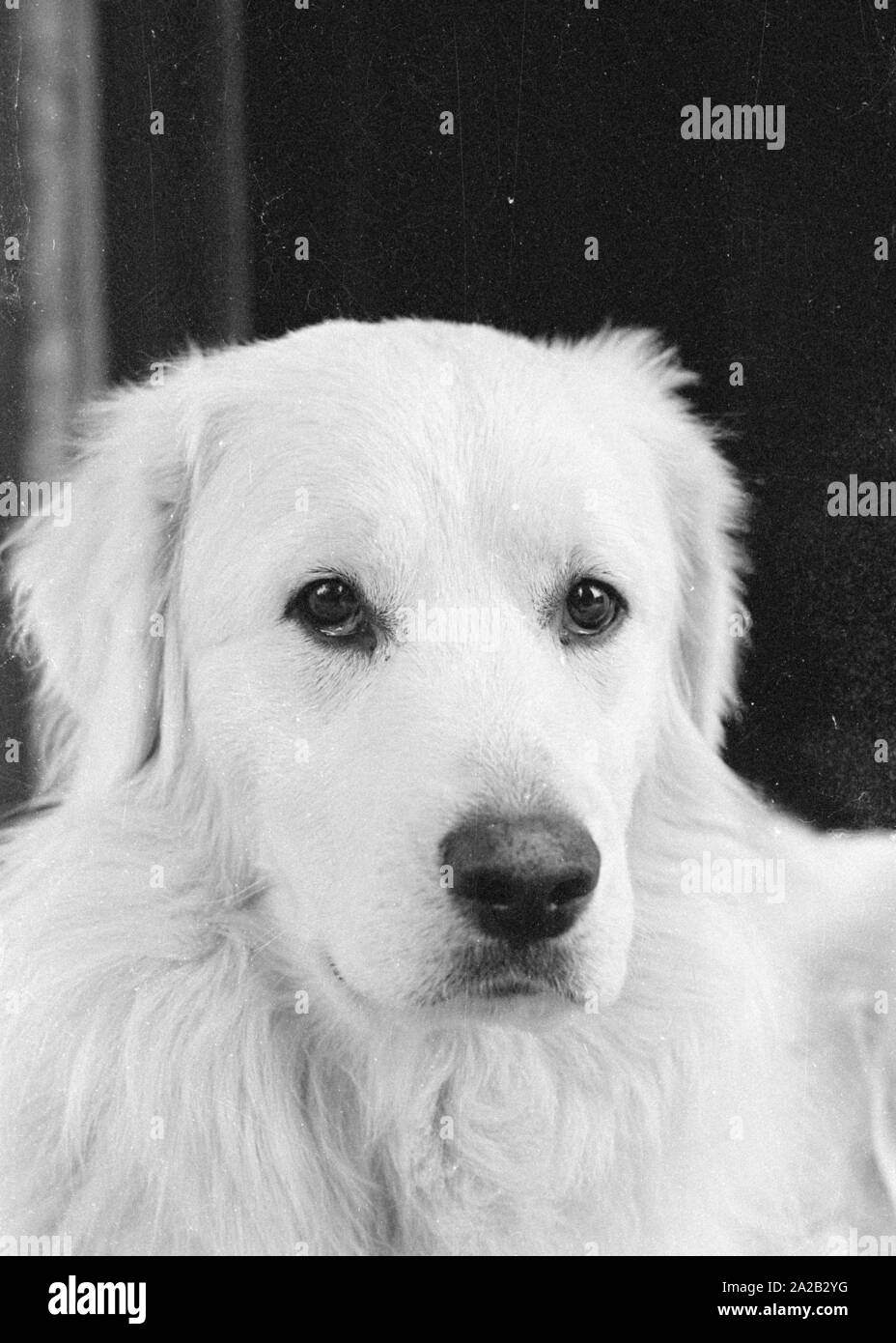 The picture shows a Kuvasz, a Hungarian shepherd dog. The pictures were ...