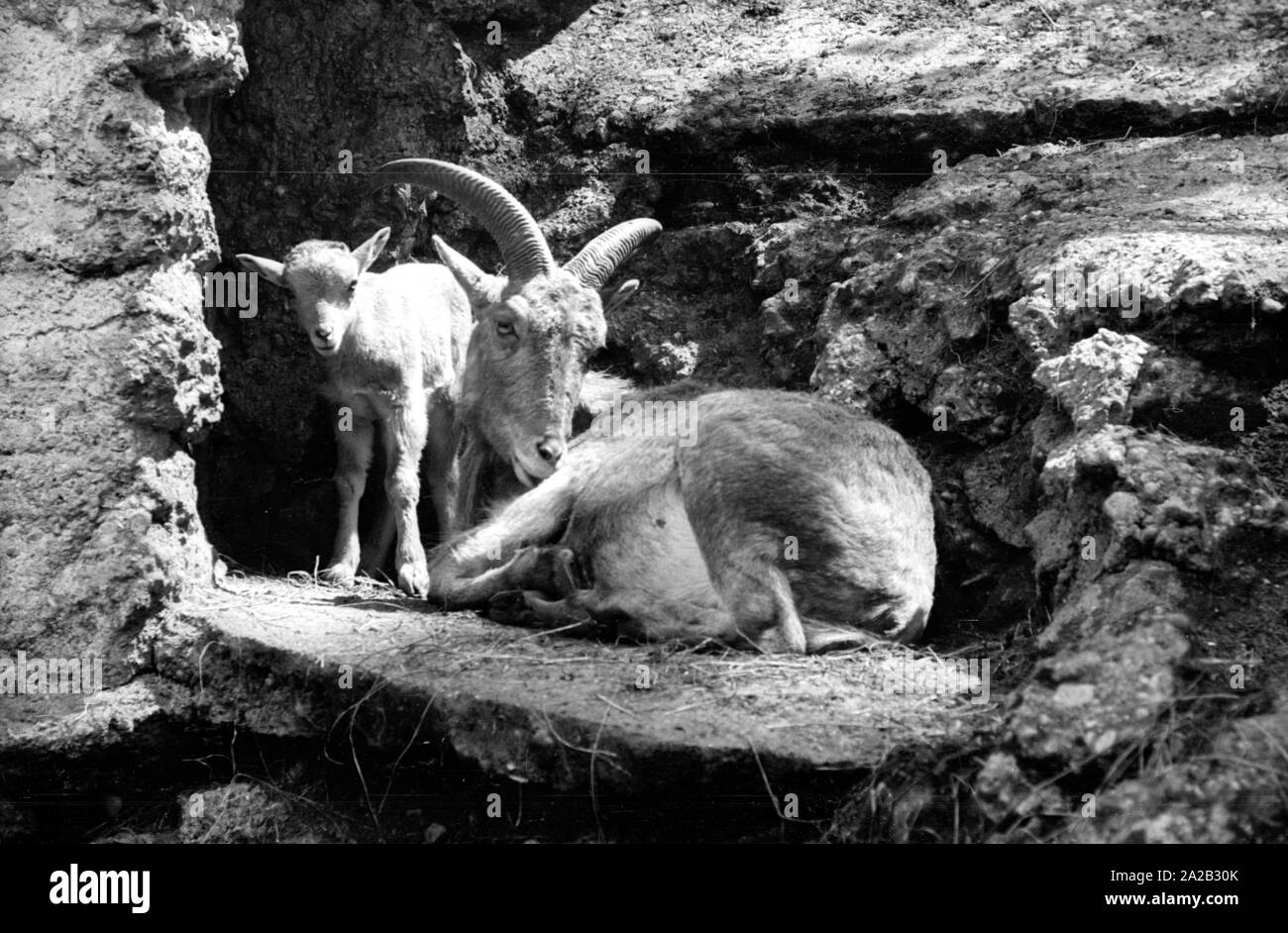 Young ibex ibex Black and White Stock Photos & Images - Alamy