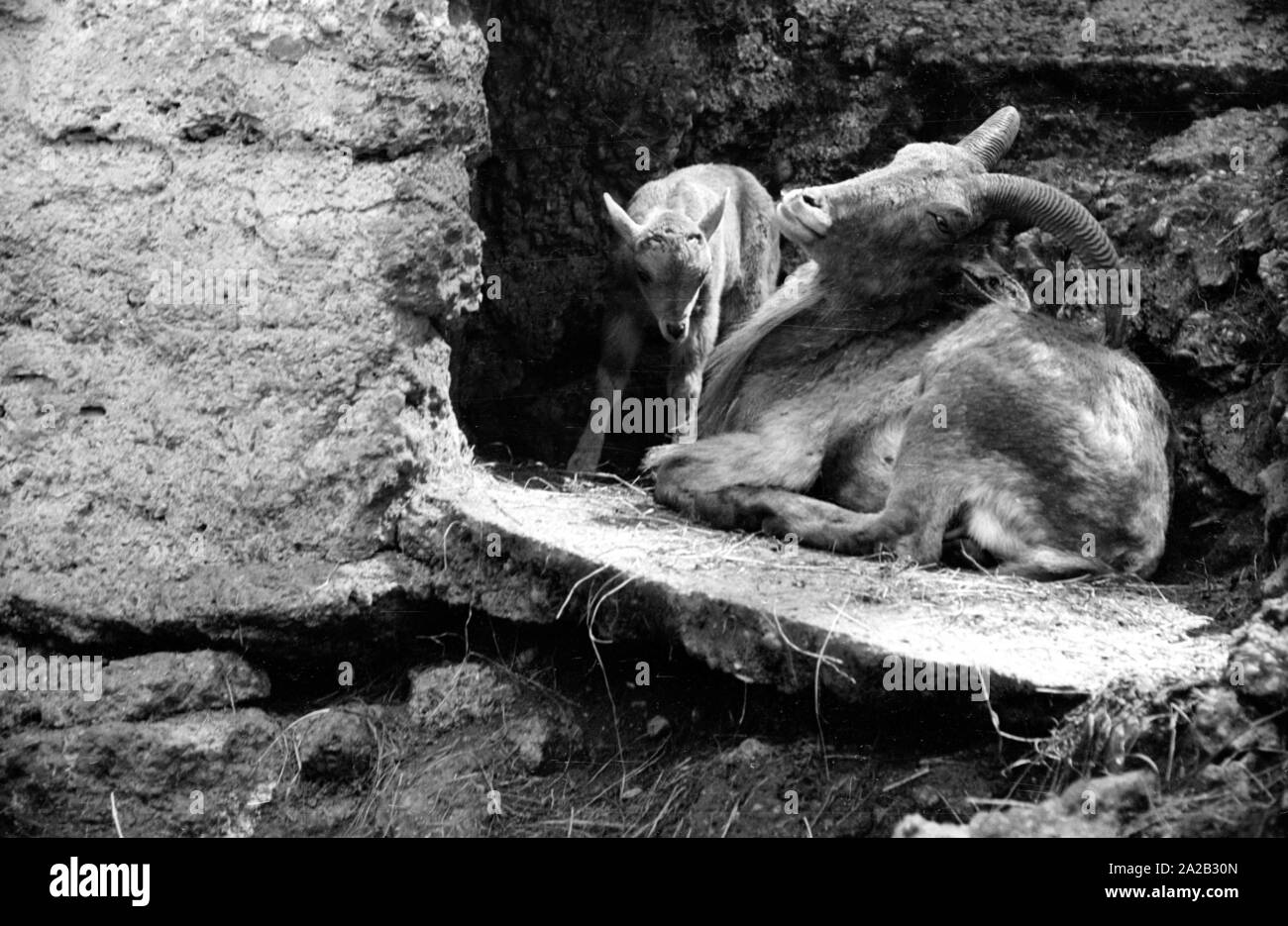 View of the ibex enclosure in the Hellabrunn Zoo. Steinbock with cub ...