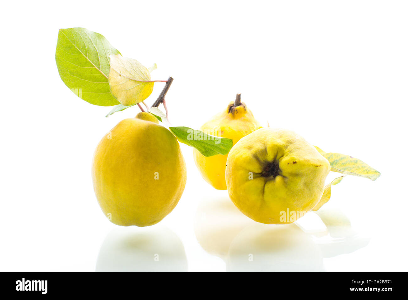 ripe natural organic quince isolated on a white Stock Photo - Alamy