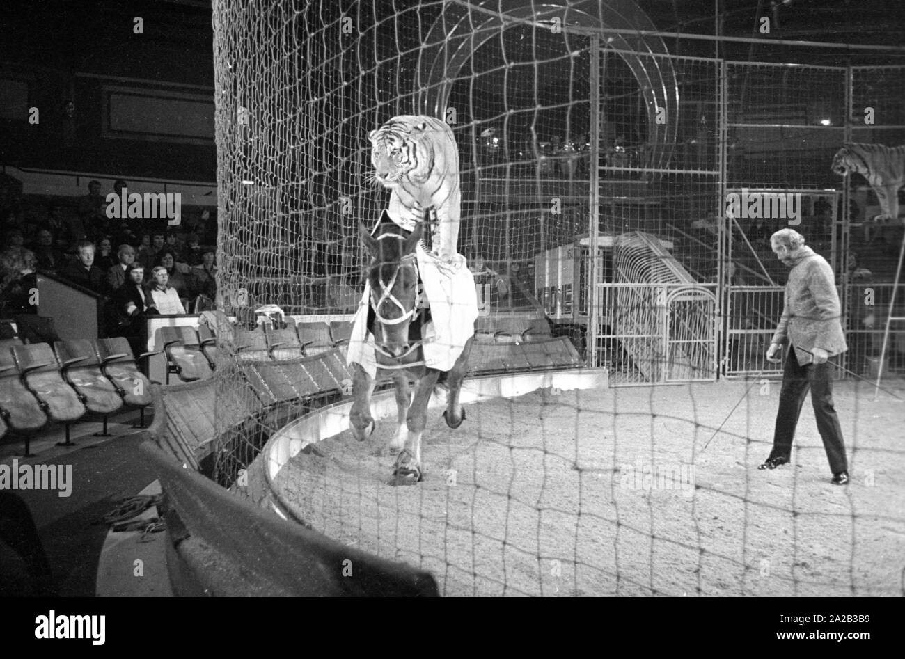 Performance with tigers "riding" on a horse Stock Photo - Alamy