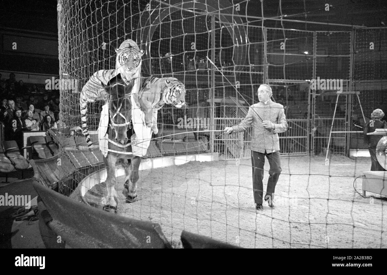 Performance with tigers "riding" on a horse Stock Photo - Alamy