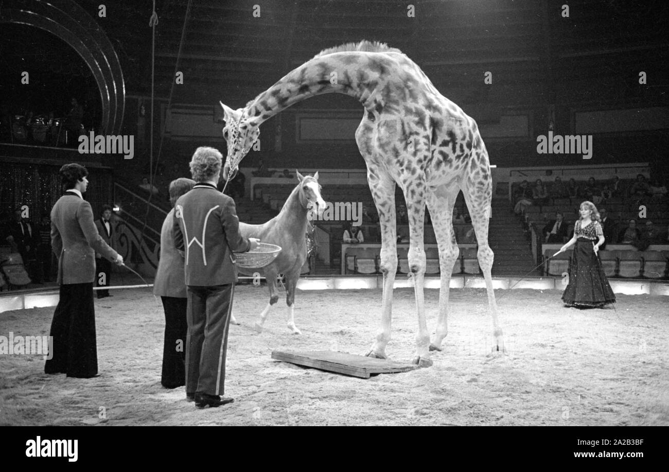 View of a performance at Circus Krone in Munich, a trained horse is ...