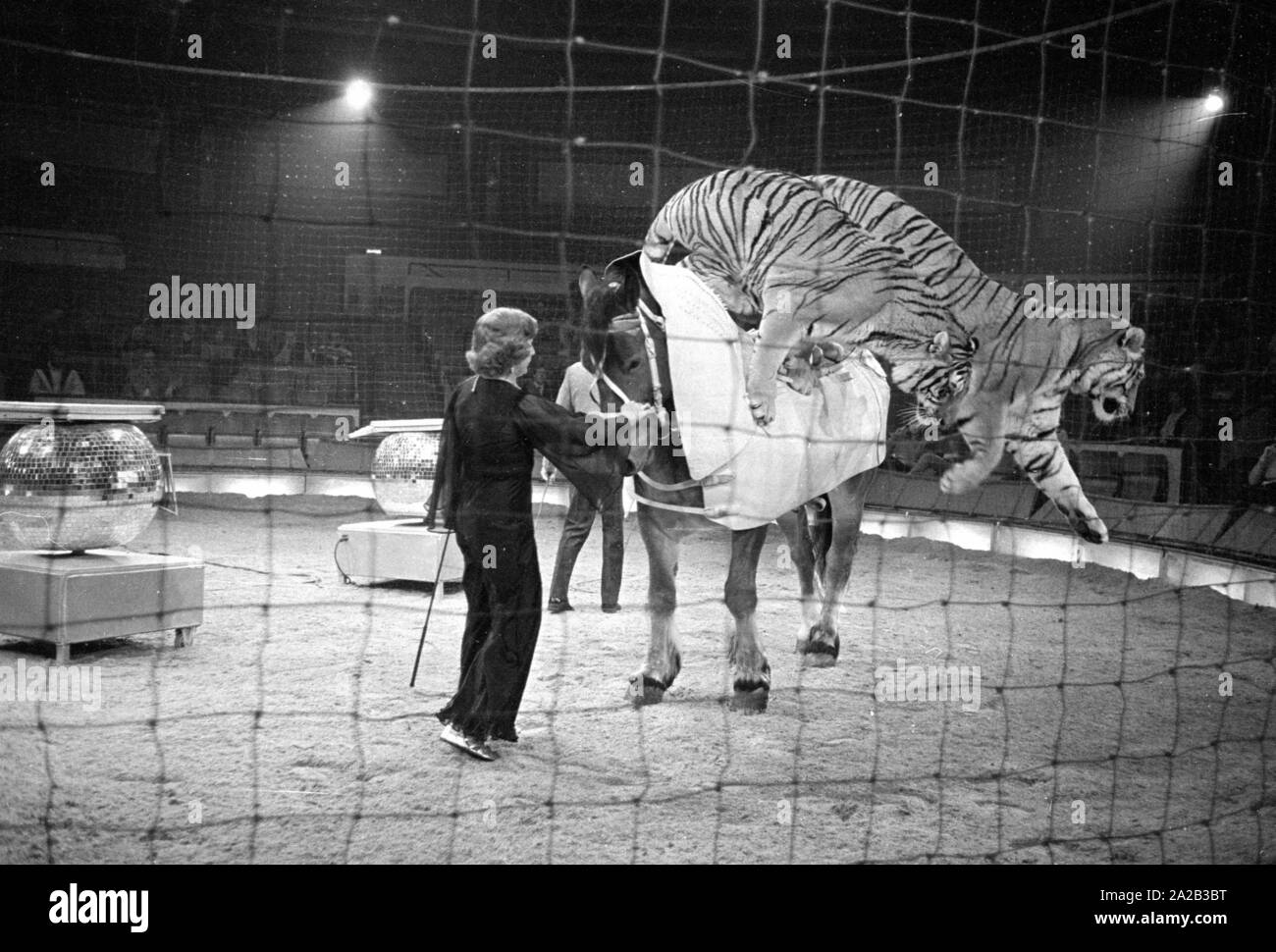 Performance with tigers "riding" on a horse Stock Photo - Alamy