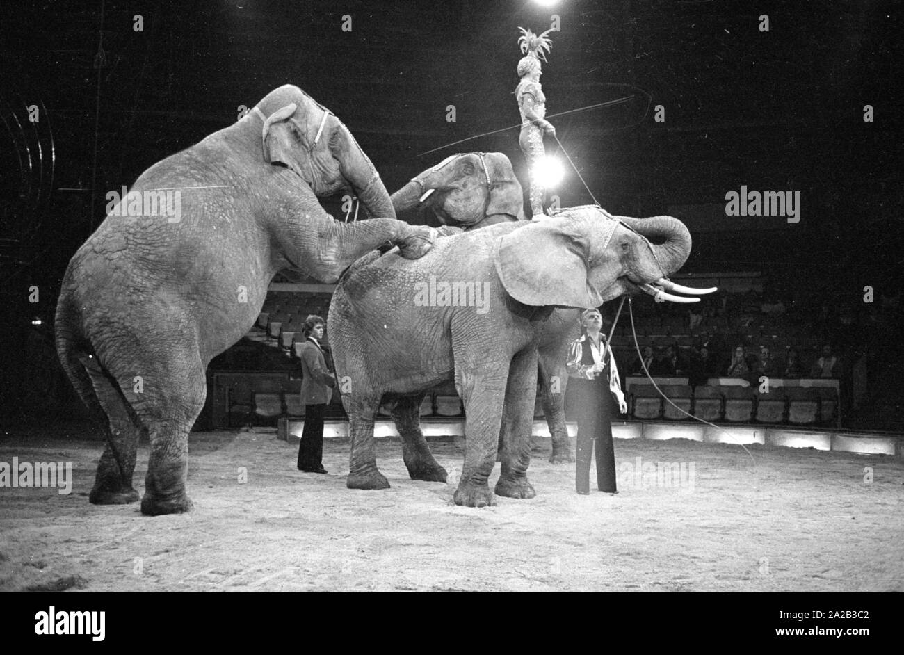 Circus elephant Black and White Stock Photos & Images - Alamy