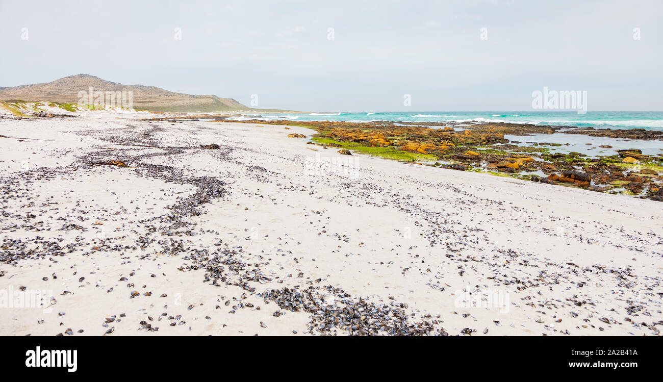 Empty Mussel shells washed up on a beach on the Western seaboard of ...