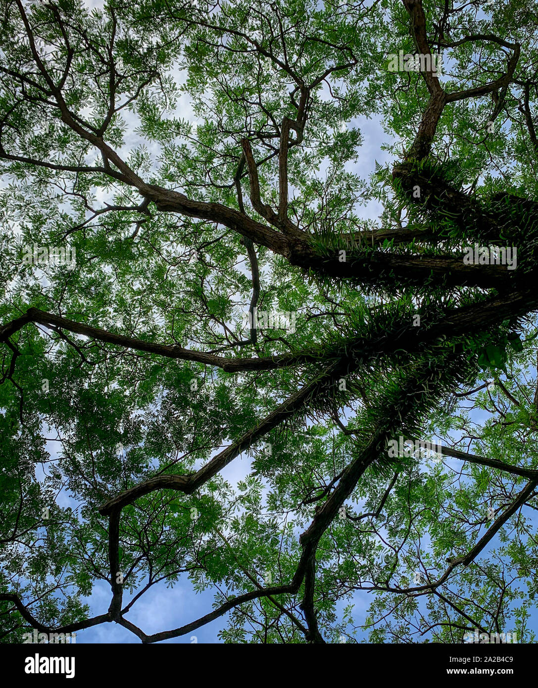 Bottom view of green tree and branches with bright blue sky and white ...