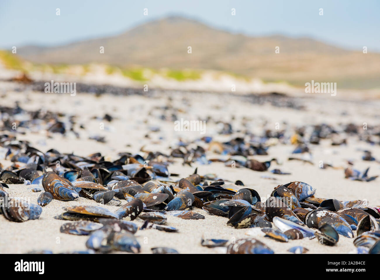 Empty mussel hi-res stock photography and images - Alamy