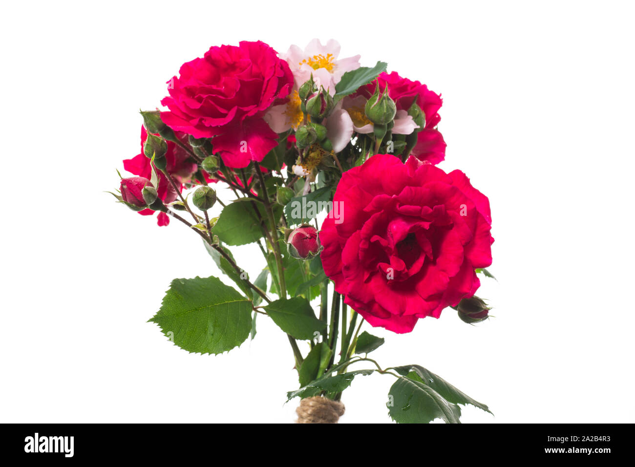bouquet of beautiful red roses on a white Stock Photo - Alamy