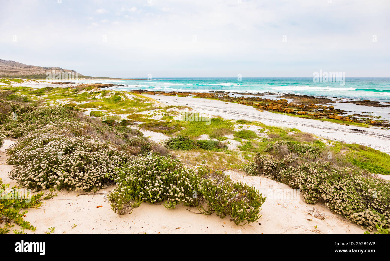 Coastal fynbos hi-res stock photography and images - Alamy