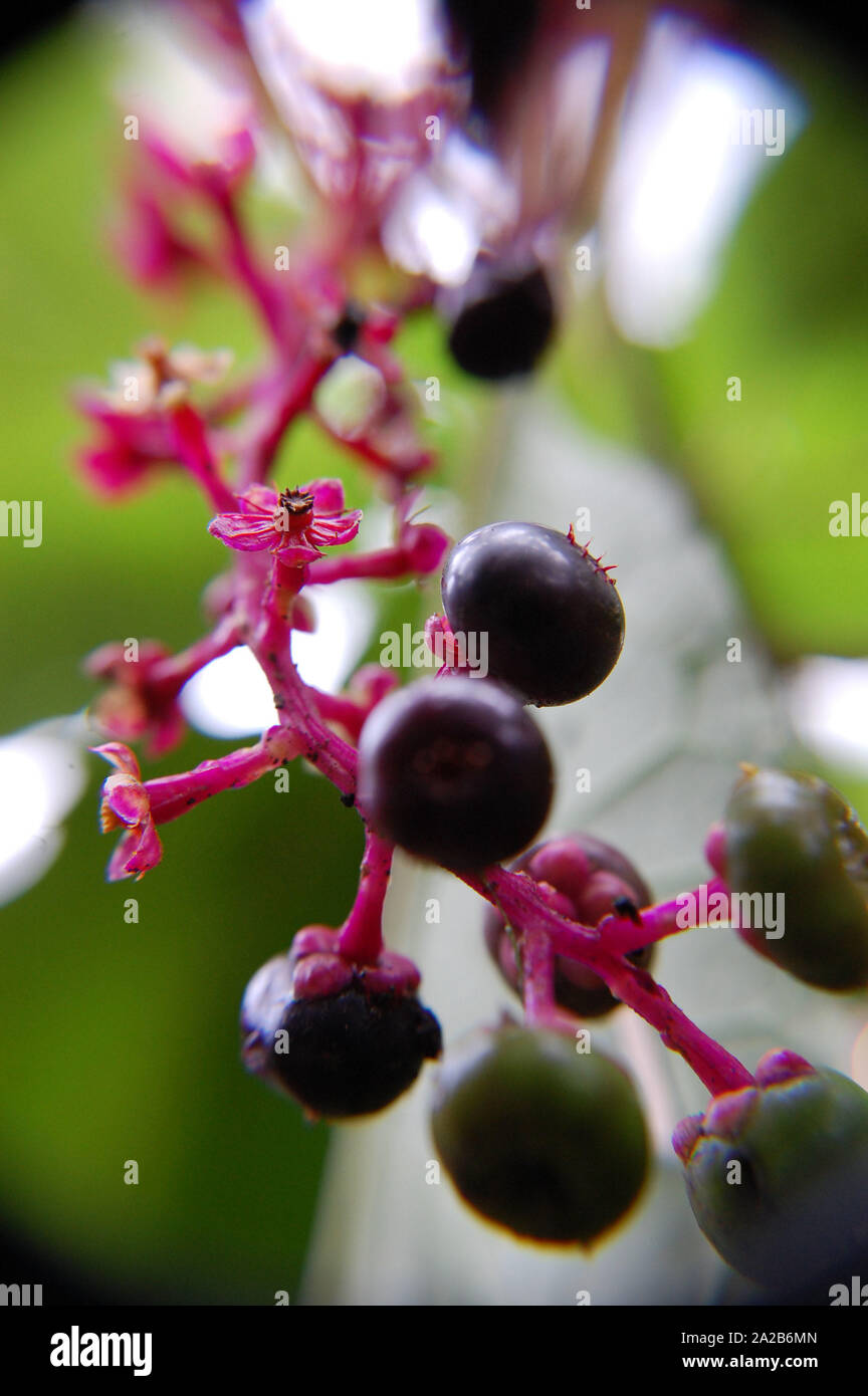 Common pokeweed hi-res stock photography and images - Alamy
